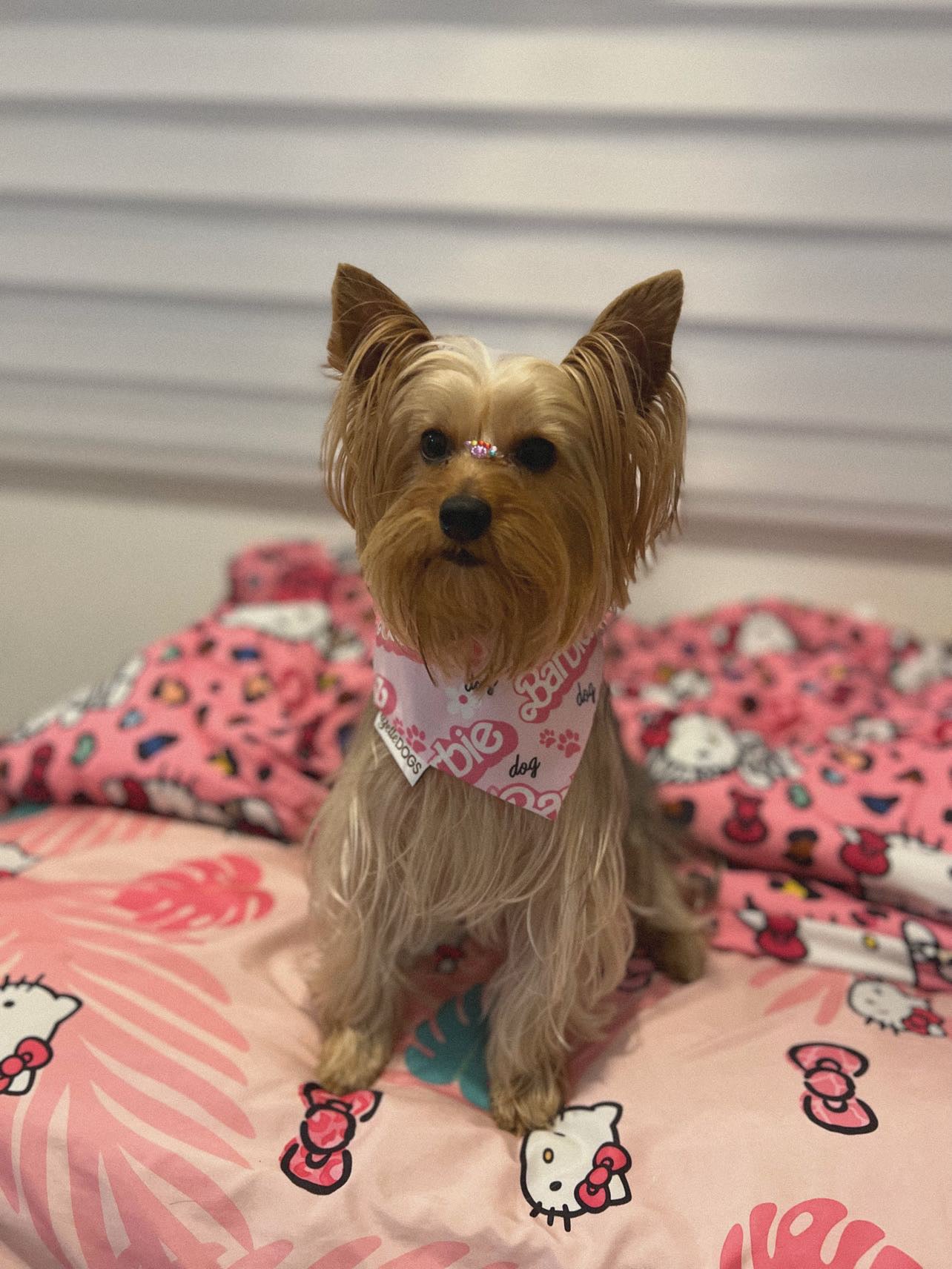 Belle Dogs PR