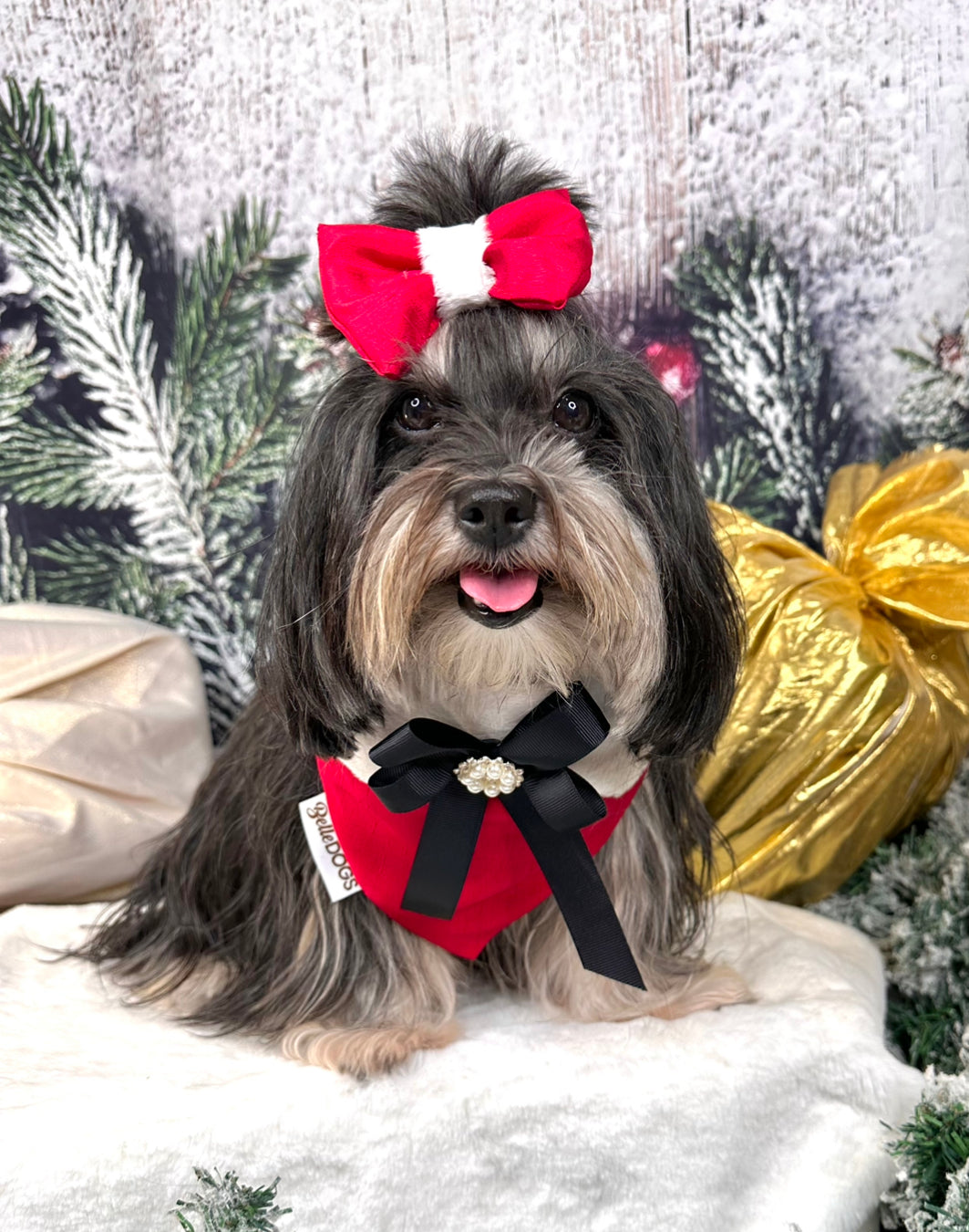 Belle Dogs PR