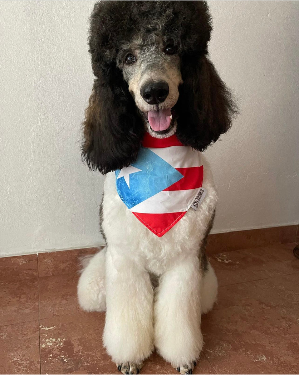 Bandera de Puerto Rico (versión original) – Belle Dogs PR